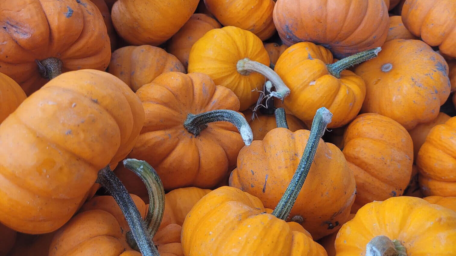 Weekday Pumpkin Patch - Hobe Sound Farms